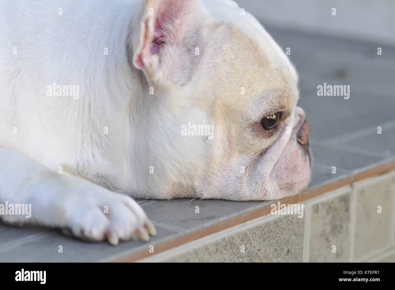 absent-minded dog or French bulldog on the floor Stock Photo - Alamy
