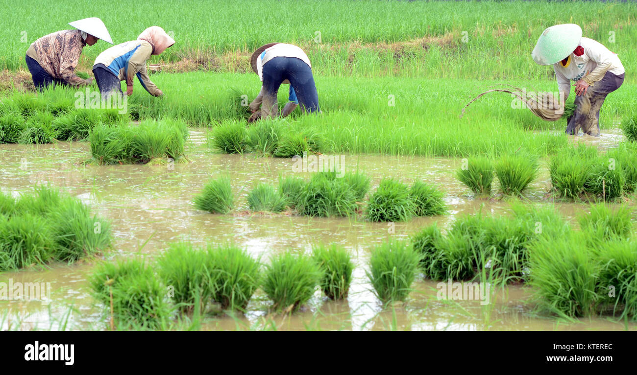 Wet rice planting hi-res stock photography and images - Alamy
