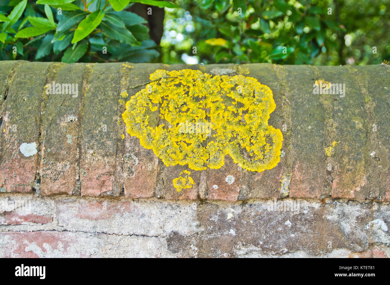 humidity forms fungi and mold on the plaster of a wall Stock Photo - Alamy