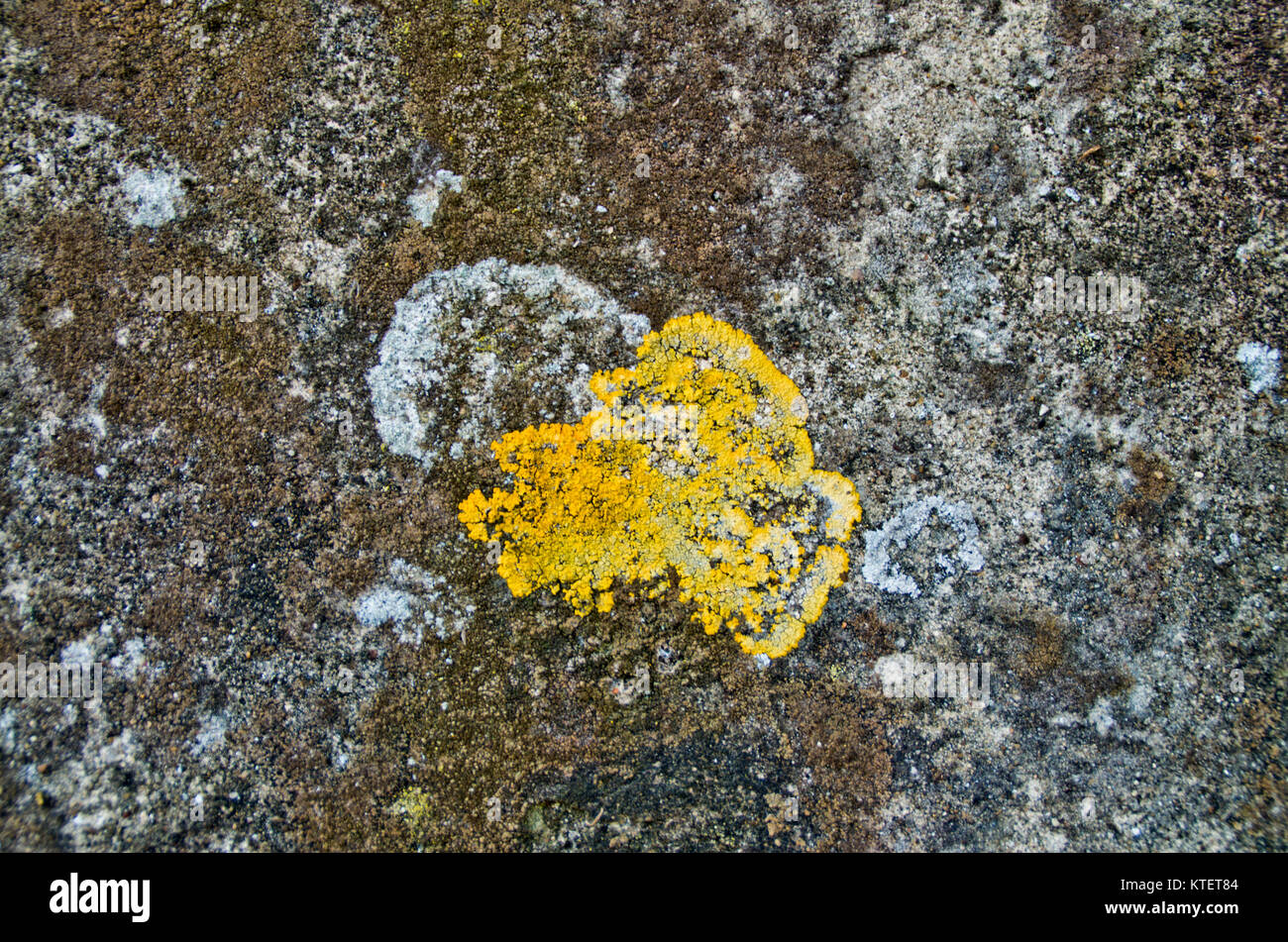 humidity forms fungi and mold on the plaster of a wall Stock Photo - Alamy