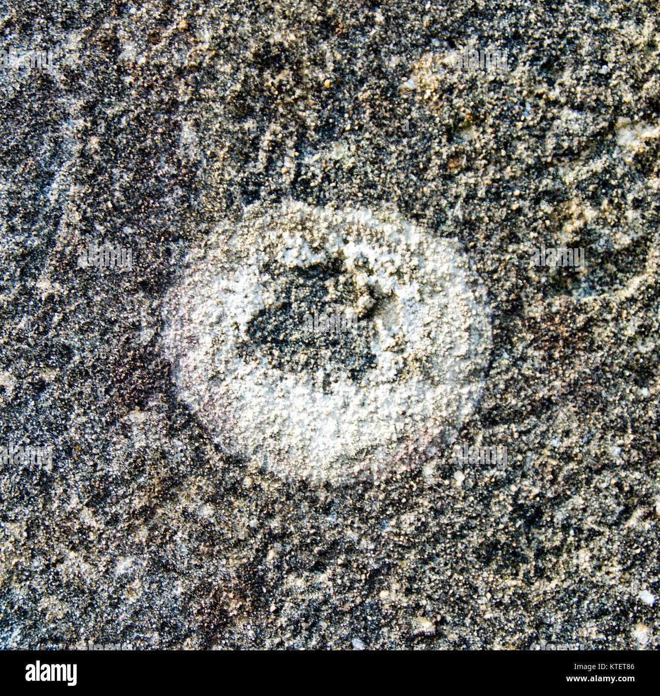 humidity forms fungi and mold on the plaster of a wall Stock Photo - Alamy