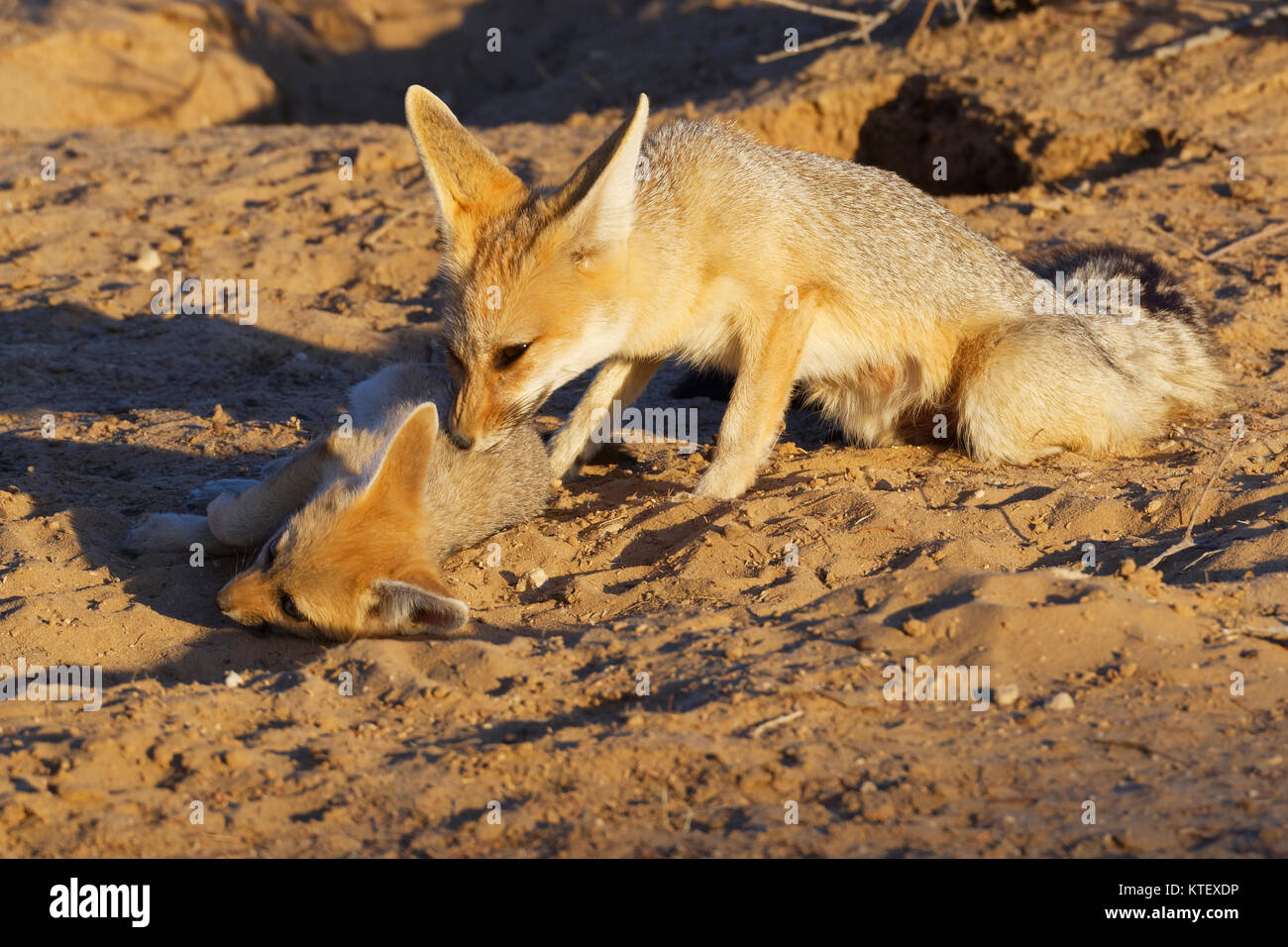 Cape Fox