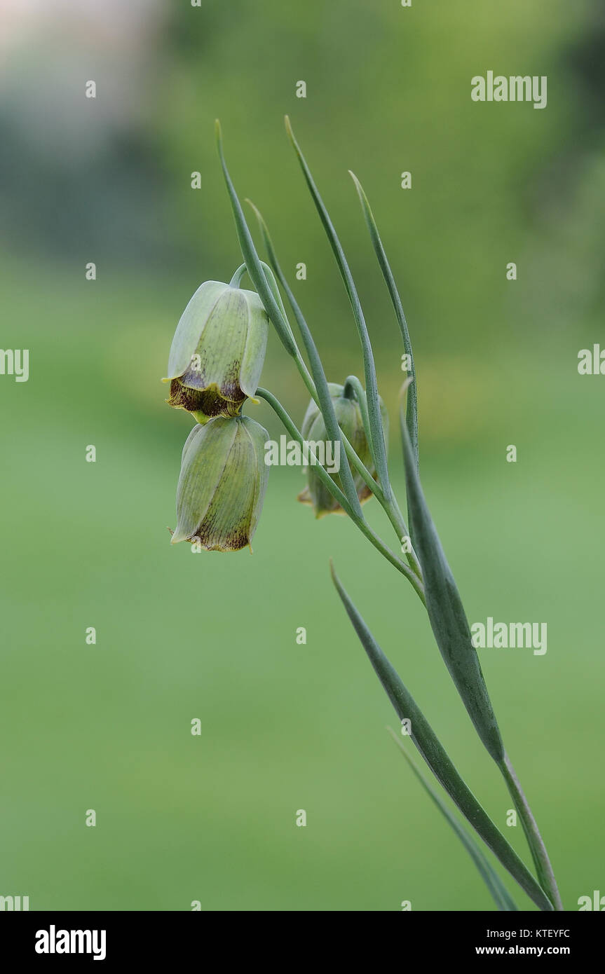 There are about 100 to 130 species of bulbous plants in the family ...