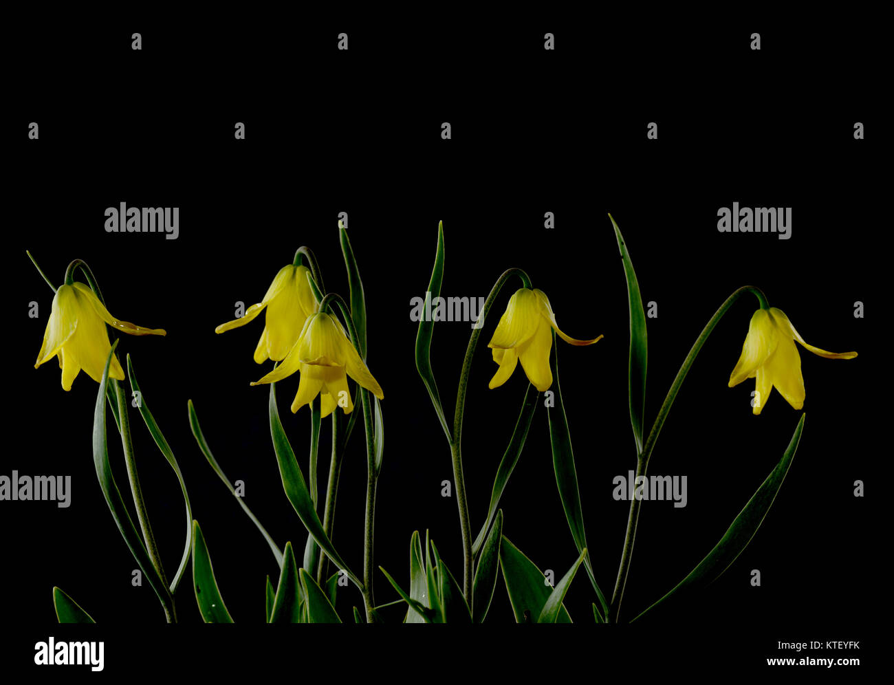 There are about 100 to 130 species of bulbous plants in the family ...