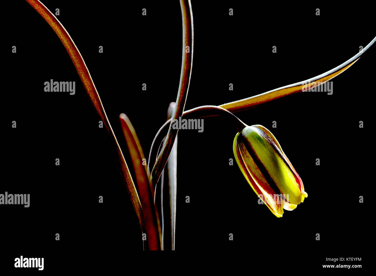 There are about 100 to 130 species of bulbous plants in the family ...