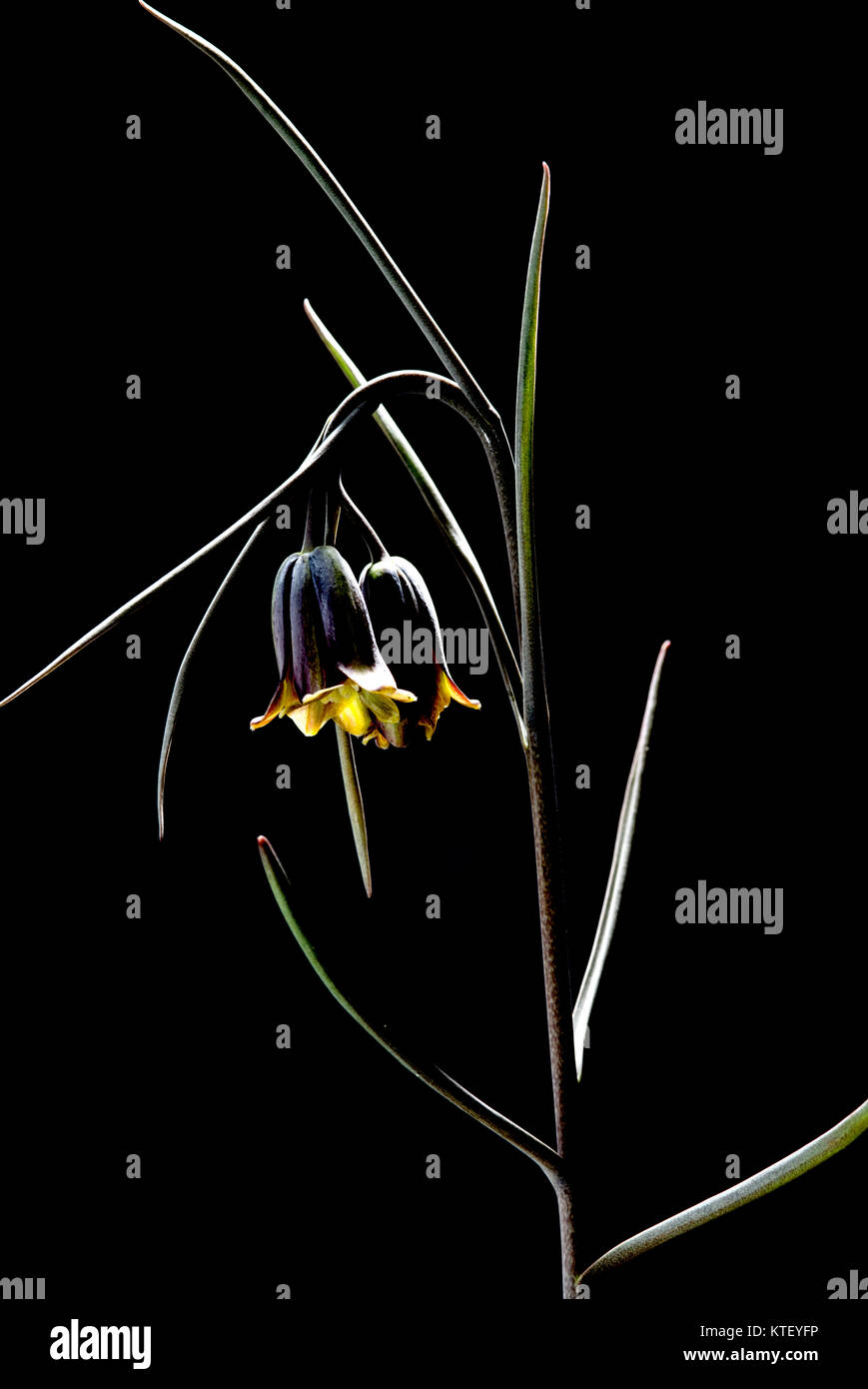 There are about 100 to 130 species of bulbous plants in the family ...
