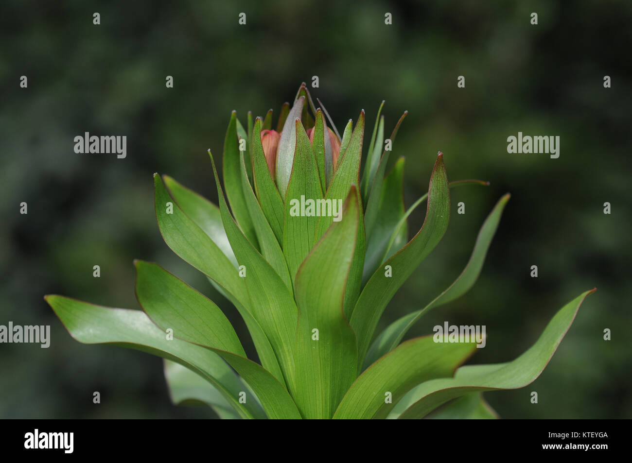 There are about 100 to 130 species of bulbous plants in the family ...