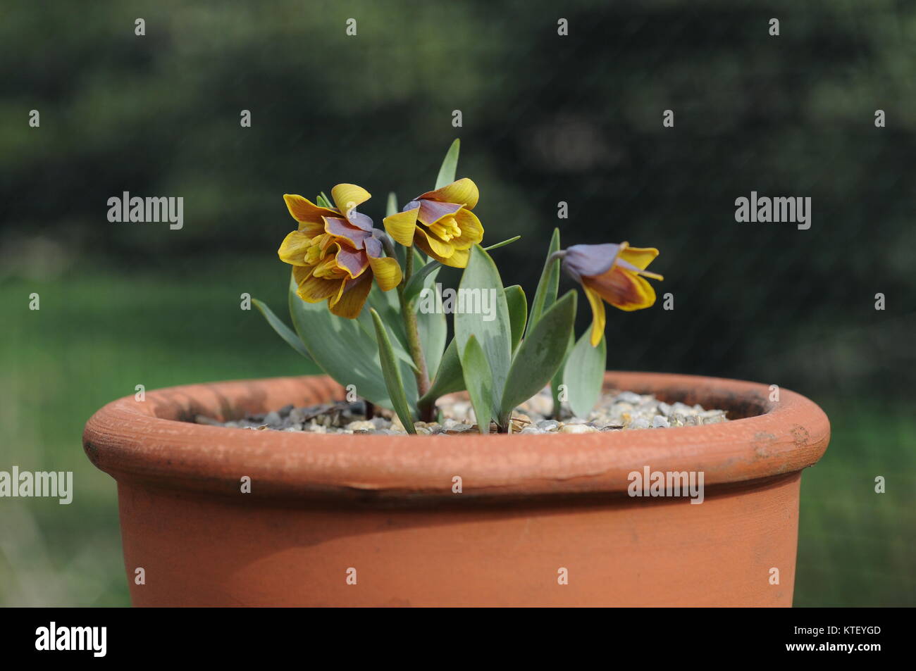 There are about 100 to 130 species of bulbous plants in the family ...