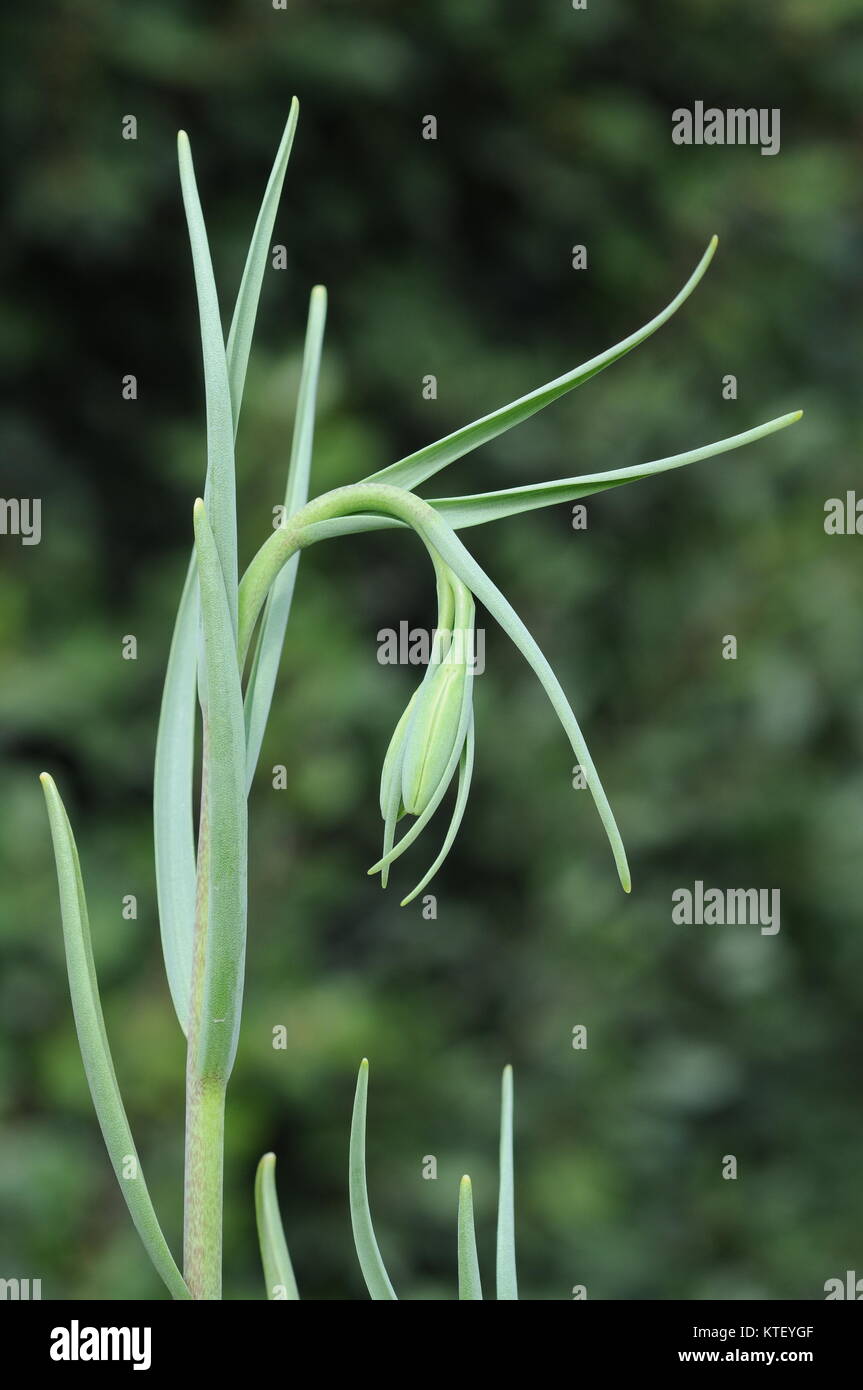 There are about 100 to 130 species of bulbous plants in the family ...