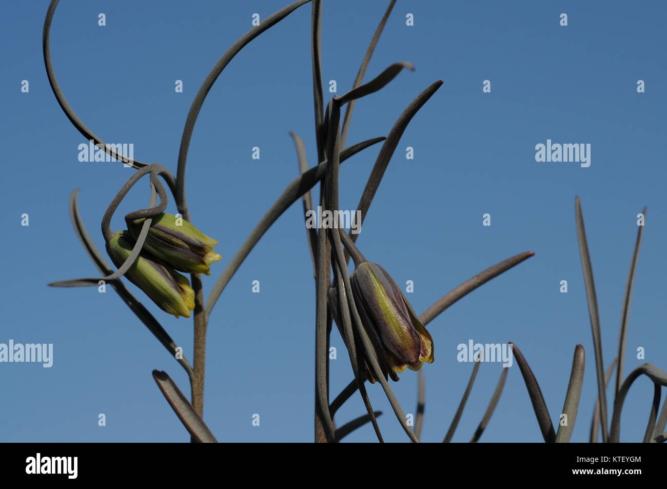 There are about 100 to 130 species of bulbous plants in the family ...
