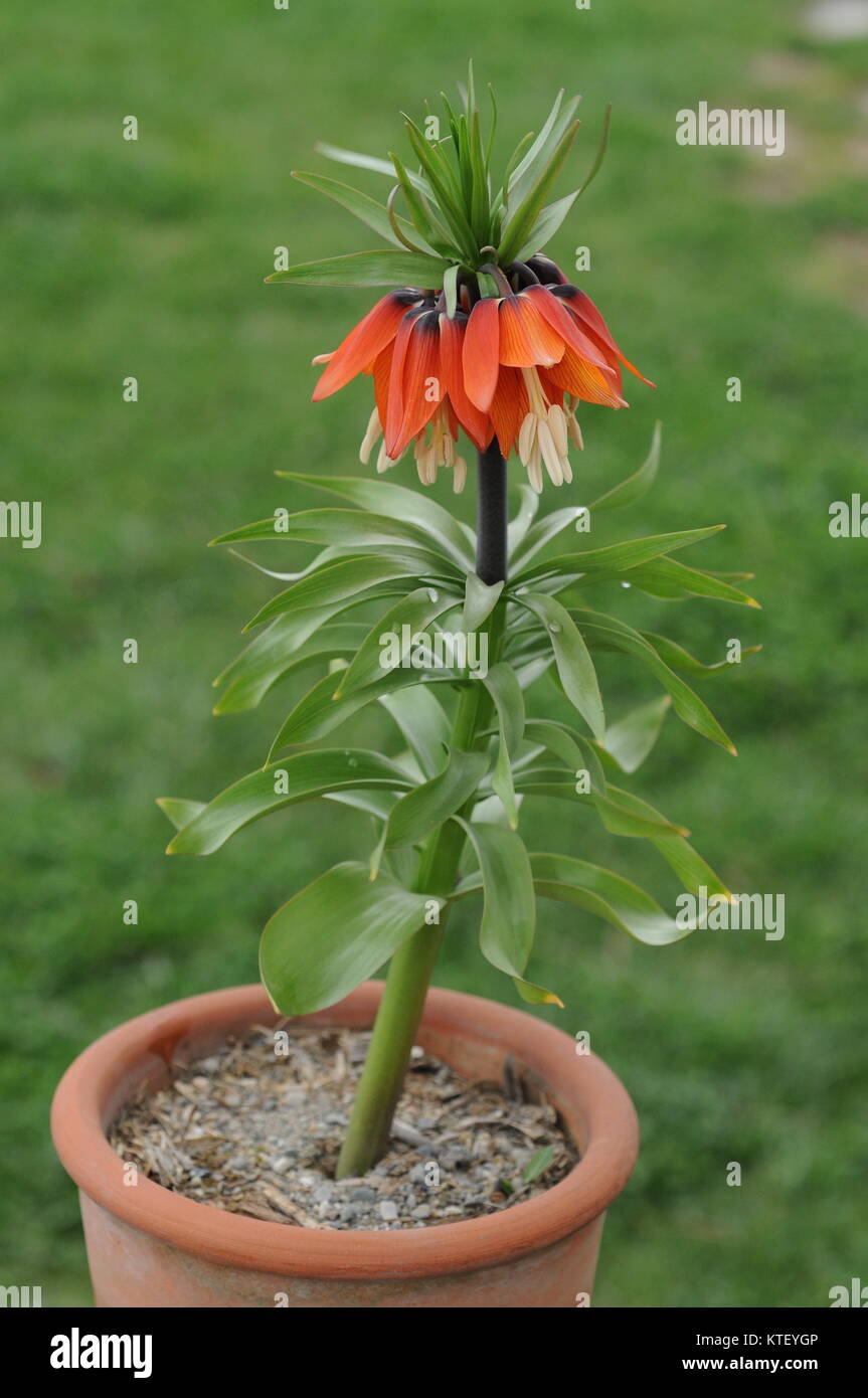 There are about 100 to 130 species of bulbous plants in the family ...