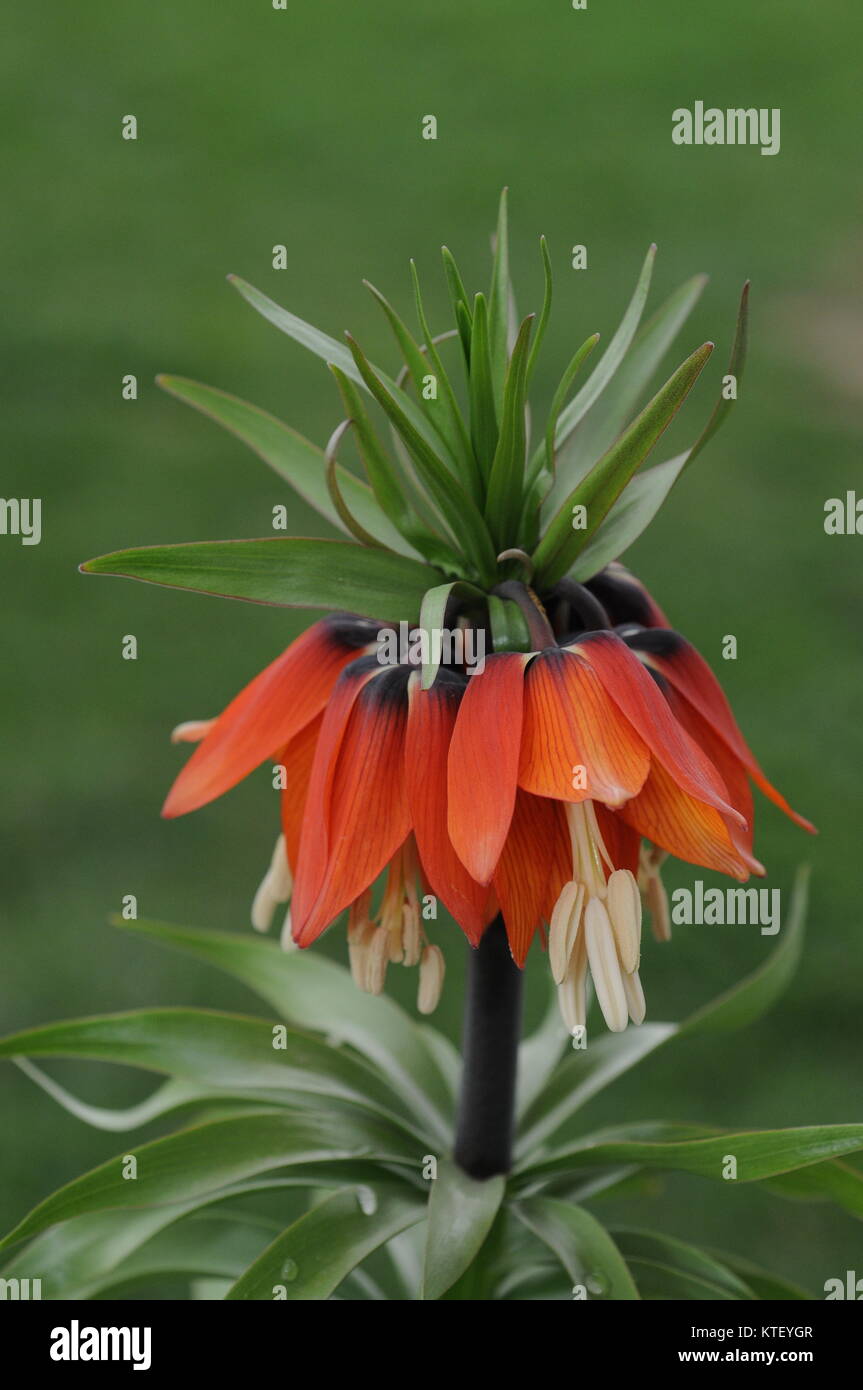 There are about 100 to 130 species of bulbous plants in the family ...