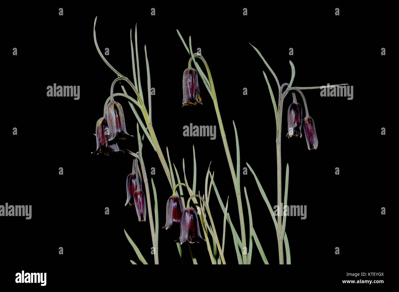 There are about 100 to 130 species of bulbous plants in the family ...