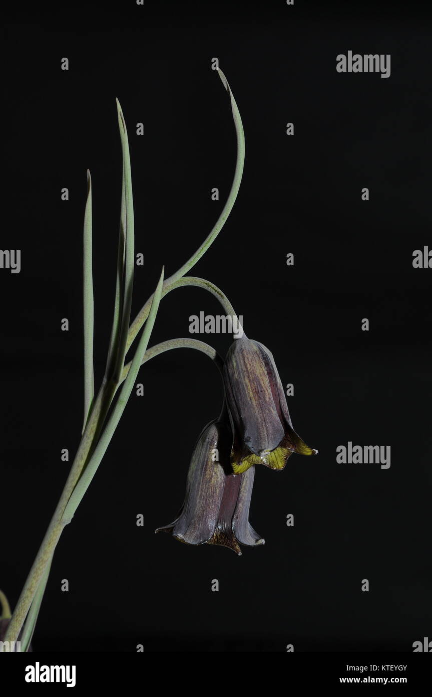 There are about 100 to 130 species of bulbous plants in the family ...