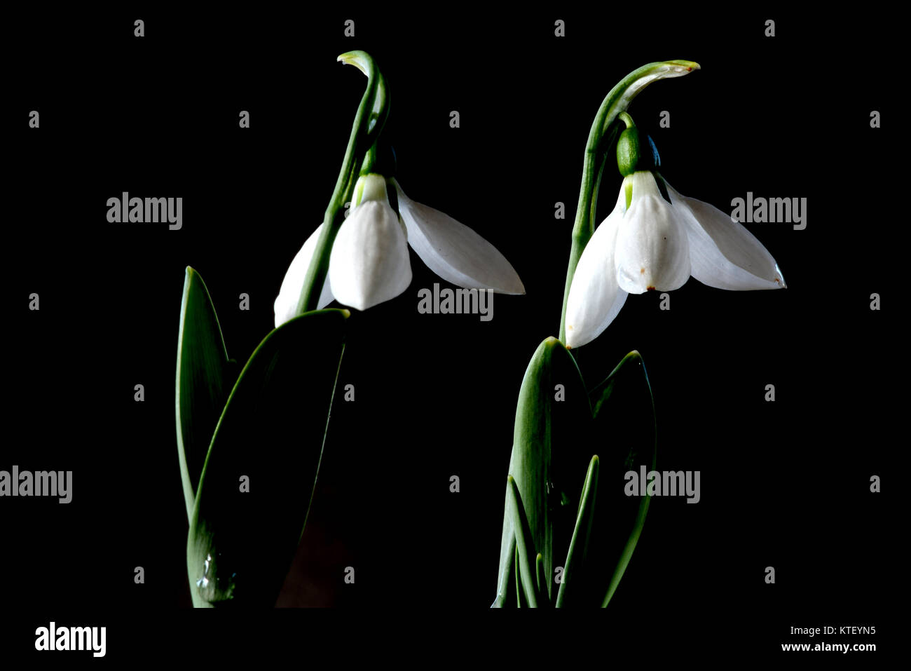 Galanthus (snowdrop) is a small genus of about 20 species of bulbous ...