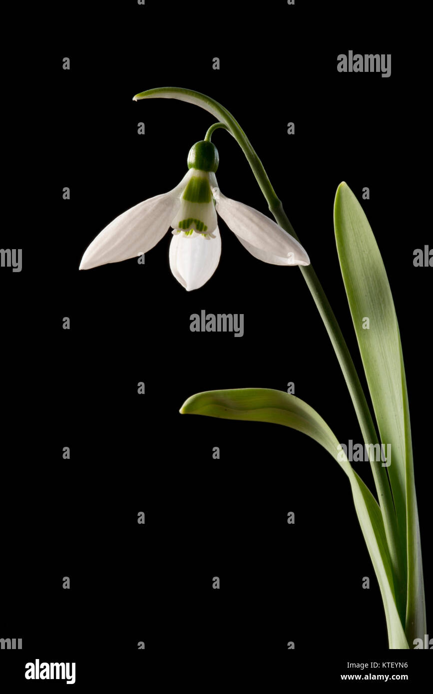 Galanthus (snowdrop) is a small genus of about 20 species of bulbous ...