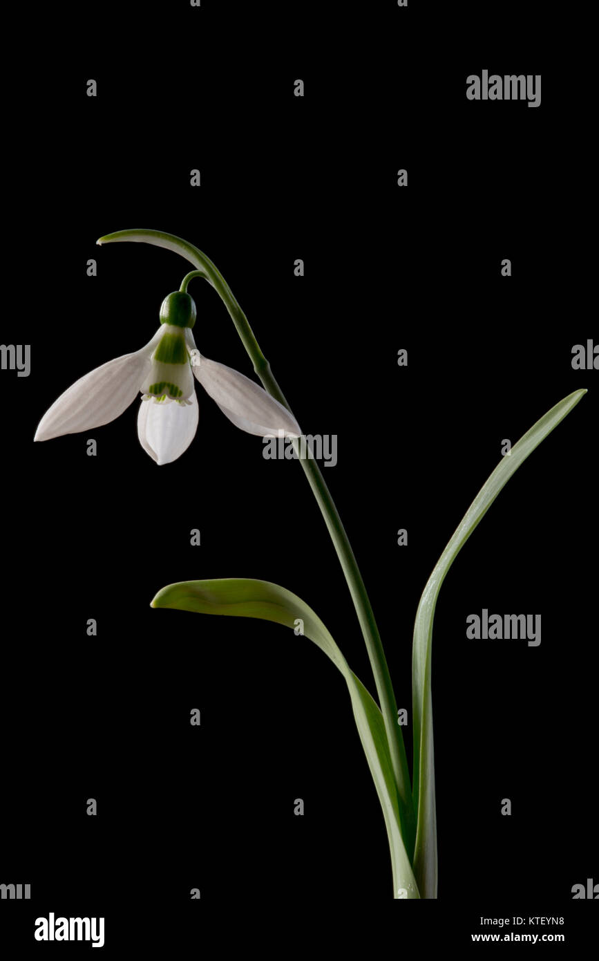 Galanthus (snowdrop) is a small genus of about 20 species of bulbous ...