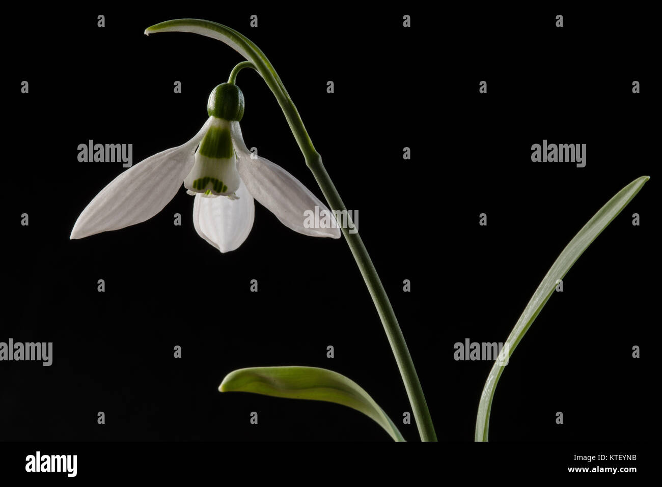 Galanthus (snowdrop) is a small genus of about 20 species of bulbous ...