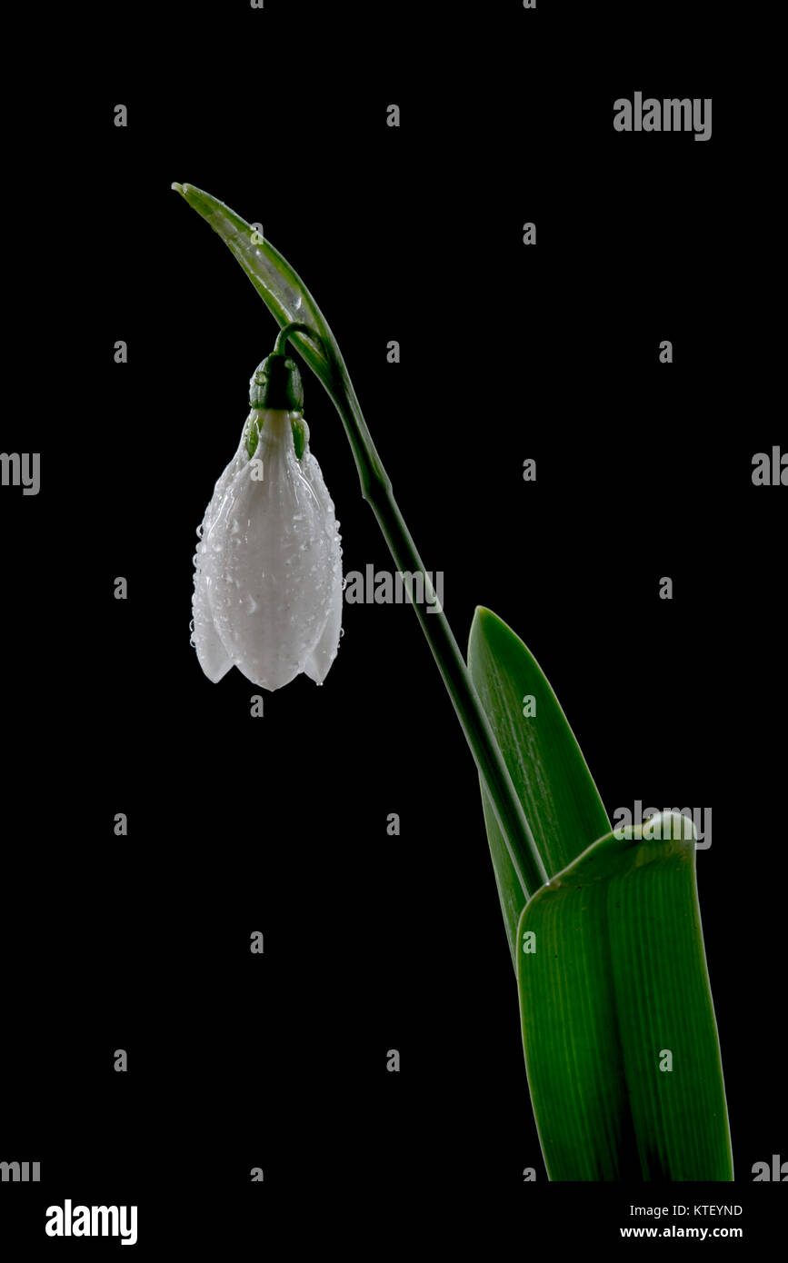 Galanthus (snowdrop) is a small genus of about 20 species of bulbous ...
