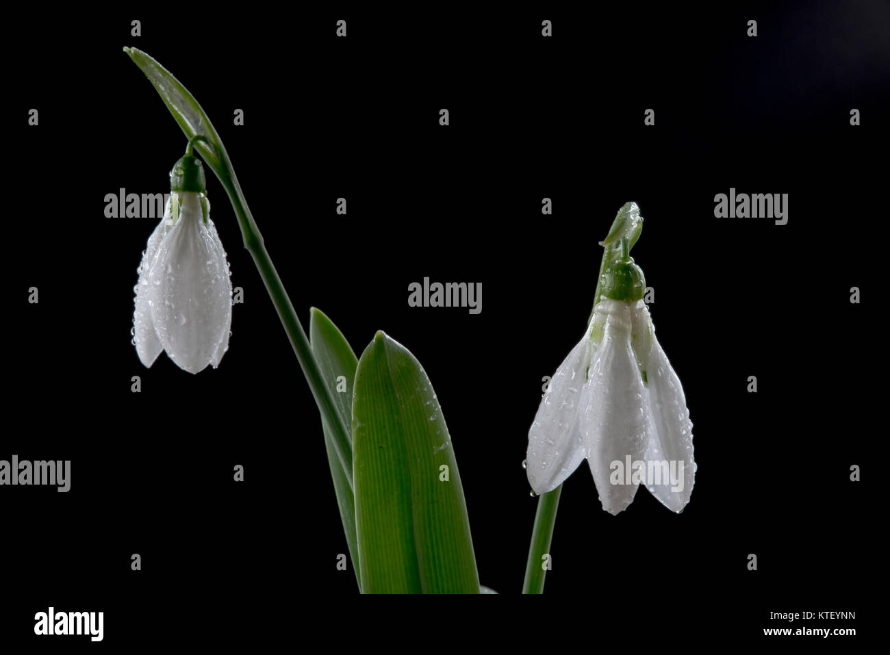 Galanthus (snowdrop) is a small genus of about 20 species of bulbous ...