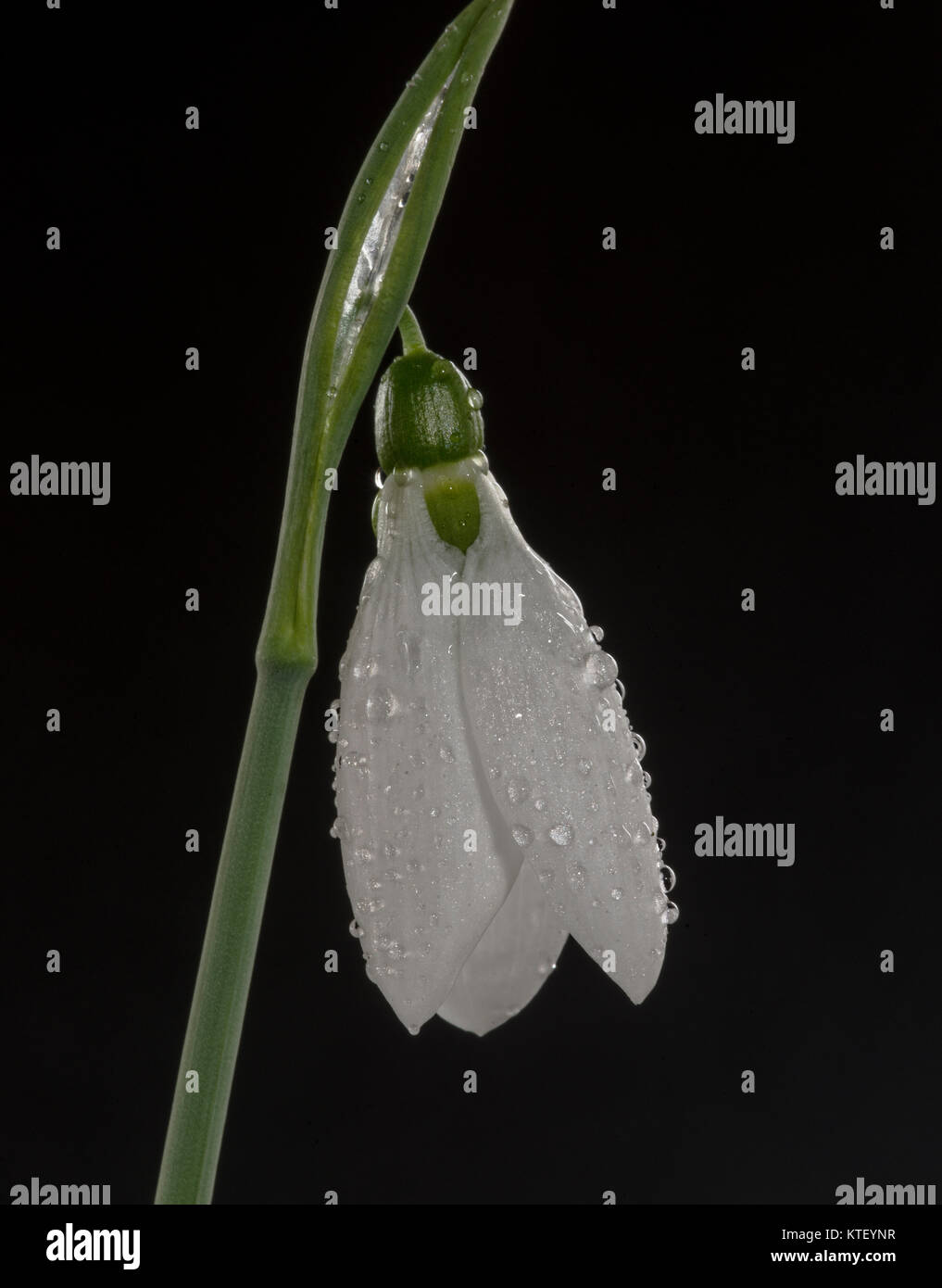 Galanthus (snowdrop) is a small genus of about 20 species of bulbous ...