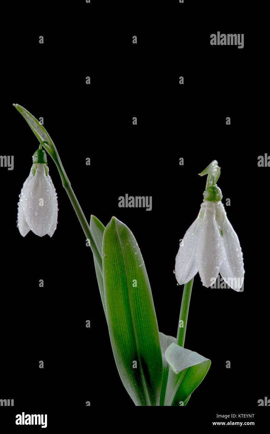 Galanthus (snowdrop) is a small genus of about 20 species of bulbous ...