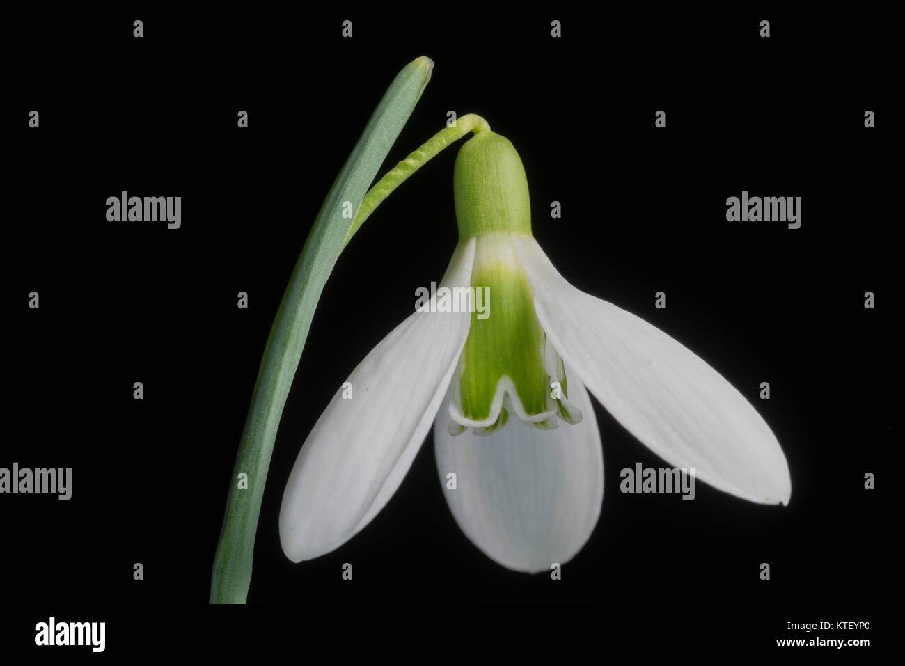 Genus galanthus hi-res stock photography and images - Alamy
