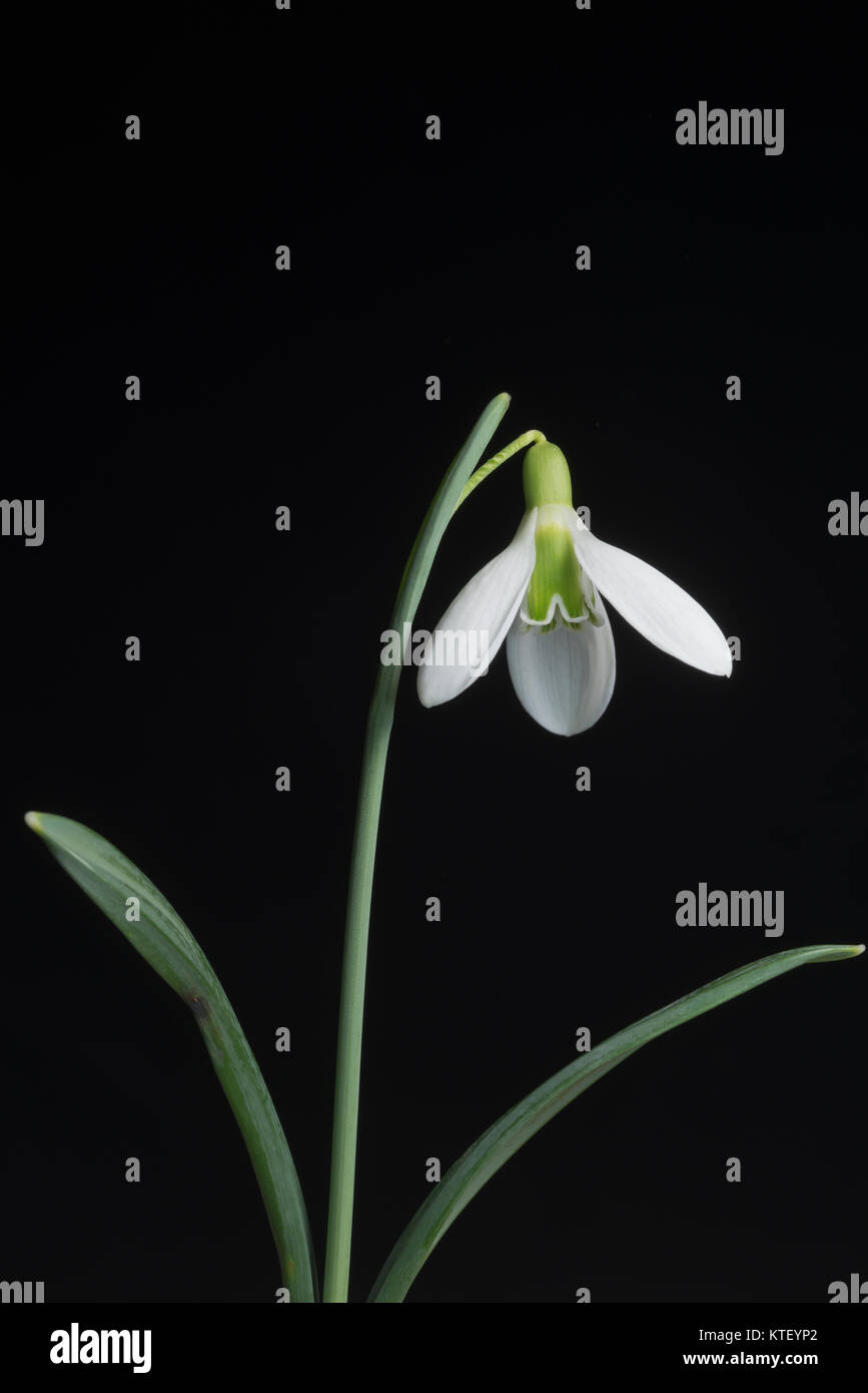 Galanthus (snowdrop) is a small genus of about 20 species of bulbous ...