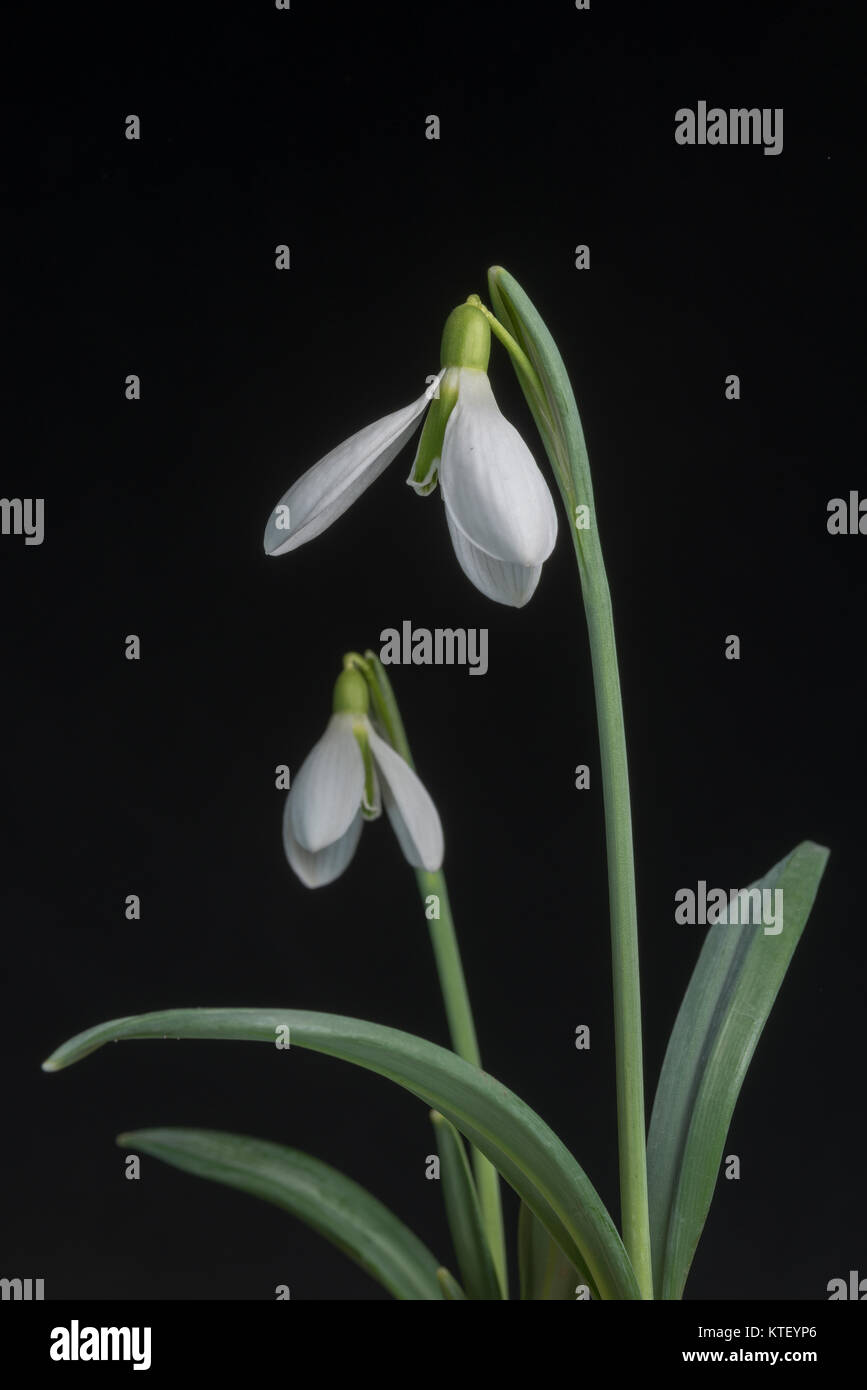 Galanthus (snowdrop) is a small genus of about 20 species of bulbous ...