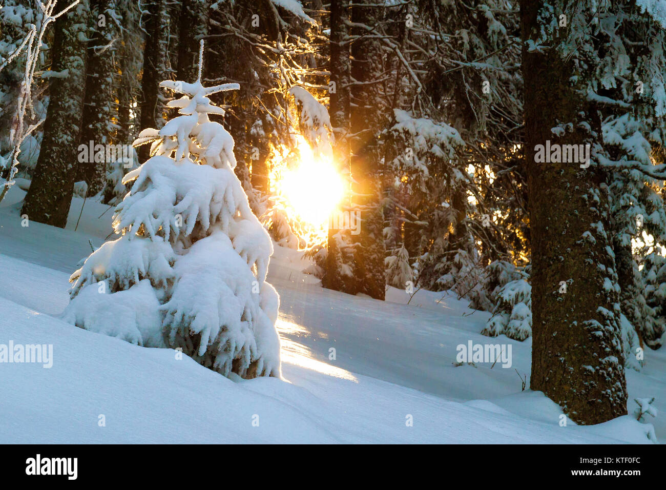 Snow covered little pine tree in winter forest Stock Photo - Alamy