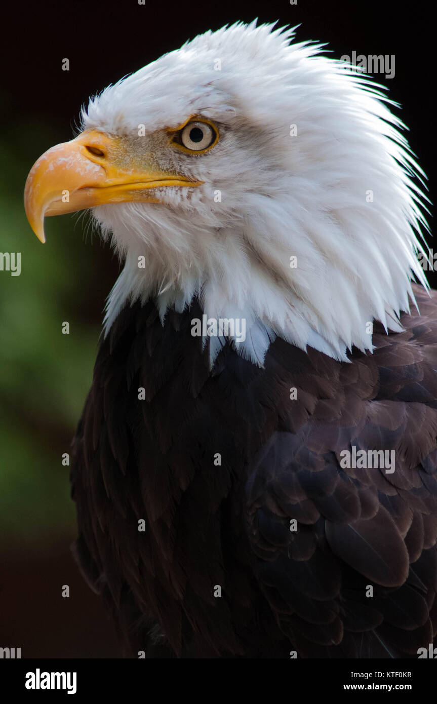 Bald eagle protection act hi-res stock photography and images - Alamy