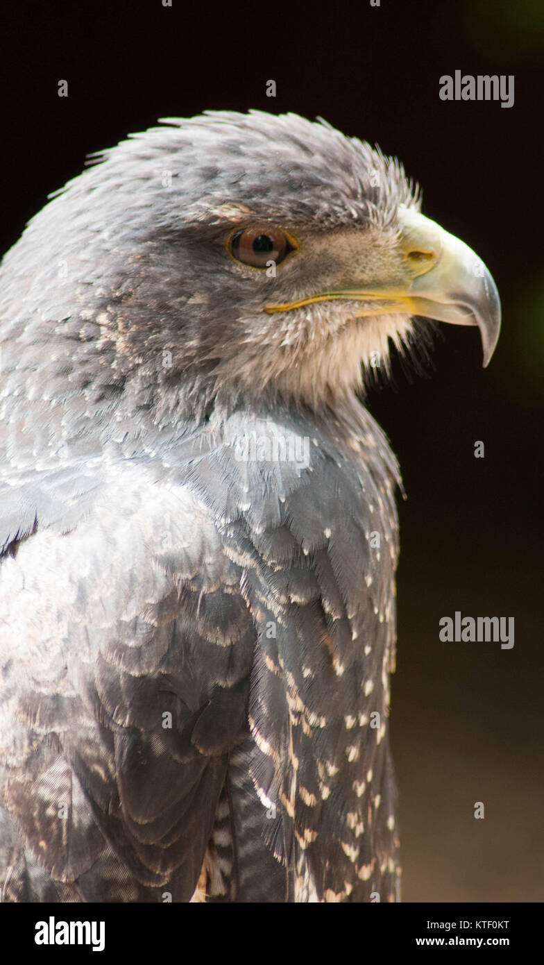 Andover Hawk Conservancy High Resolution Stock Photography and Images ...