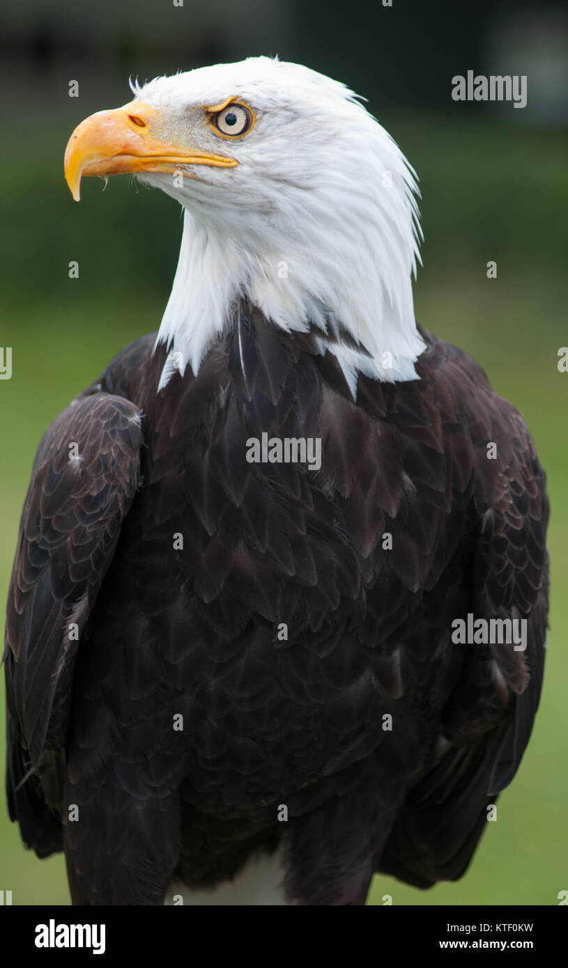 Bald eagle protection act hi-res stock photography and images - Alamy