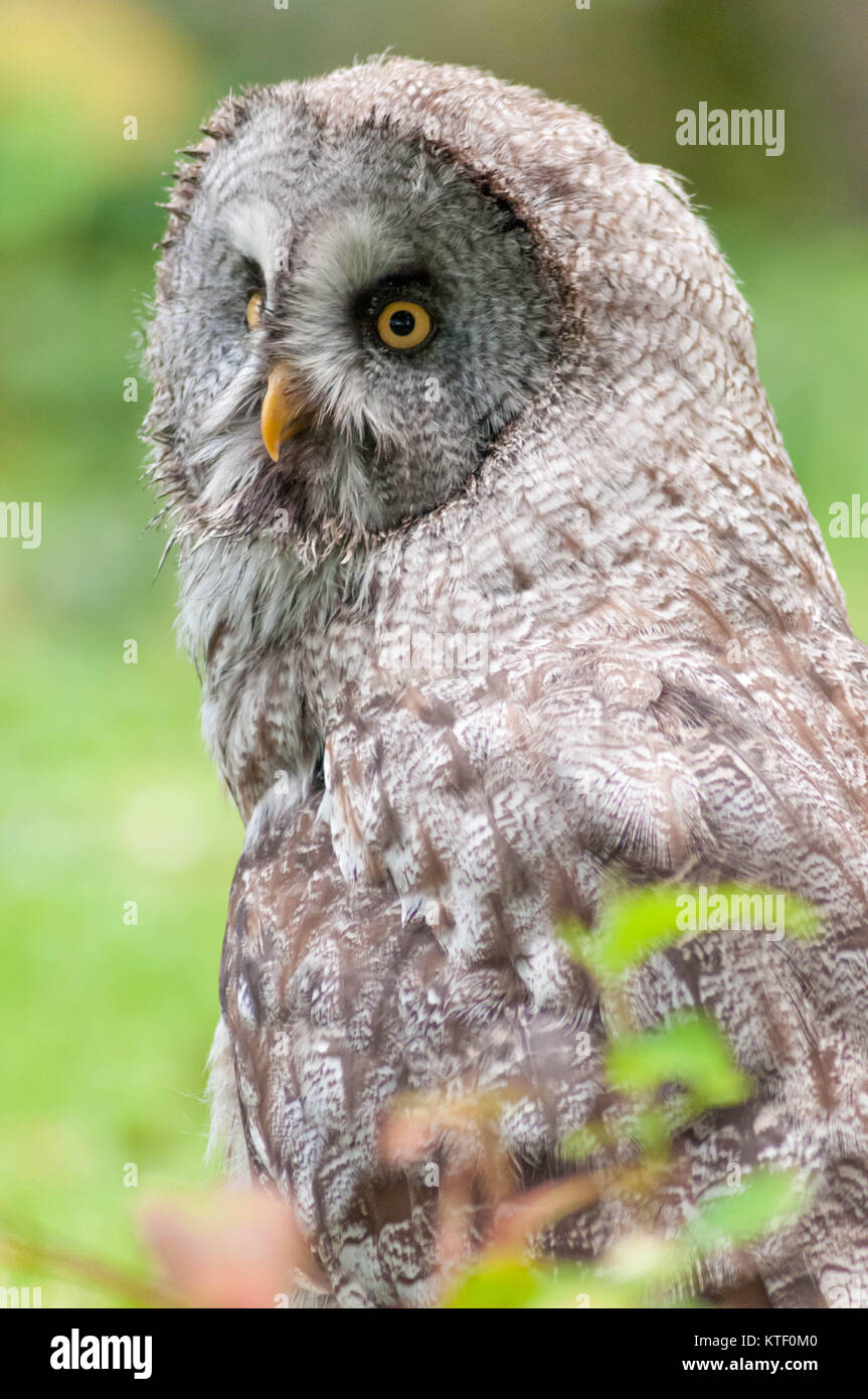 The Hawk Conservancy High Resolution Stock Photography and Images - Alamy