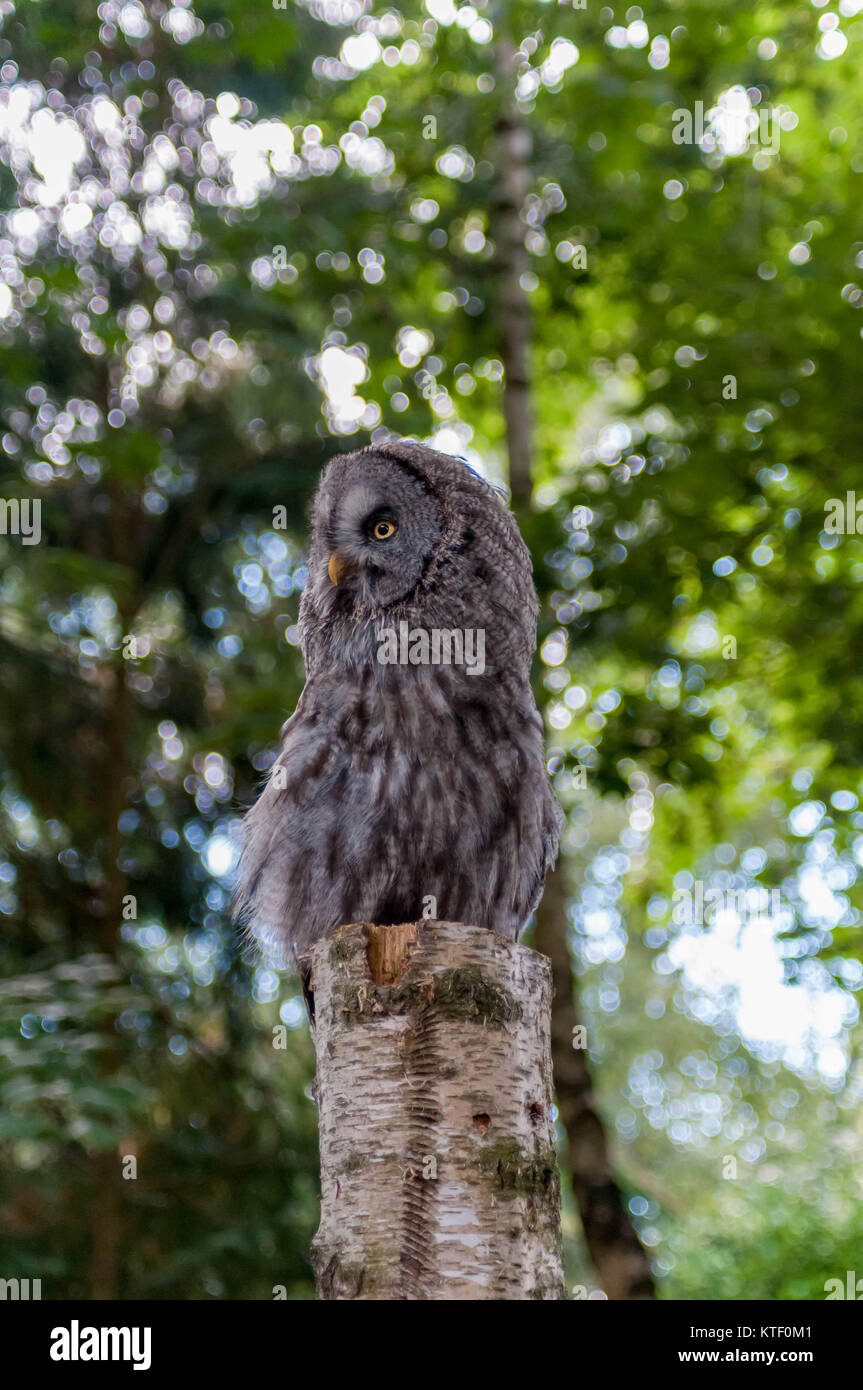 Hawk Conservancy Stock Photos & Hawk Conservancy Stock Images - Alamy