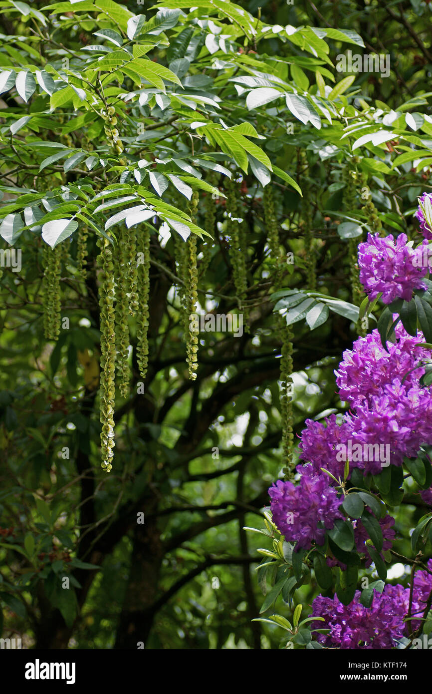 Japanese wingnut hi-res stock photography and images - Alamy