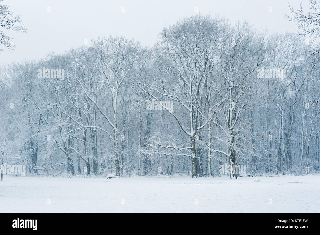Forest in winter under the snow Stock Photo - Alamy