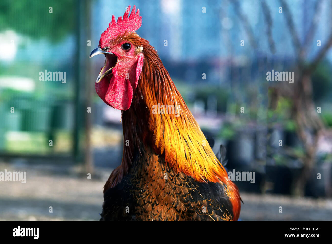 A rooster, also known as a cockerel or cock, is a male gallinaceous ...