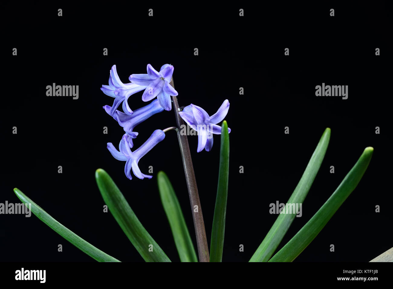 Hyacinthus is a small genus of bulbous, fragrant flowering plants in the family Asparagaceae ...