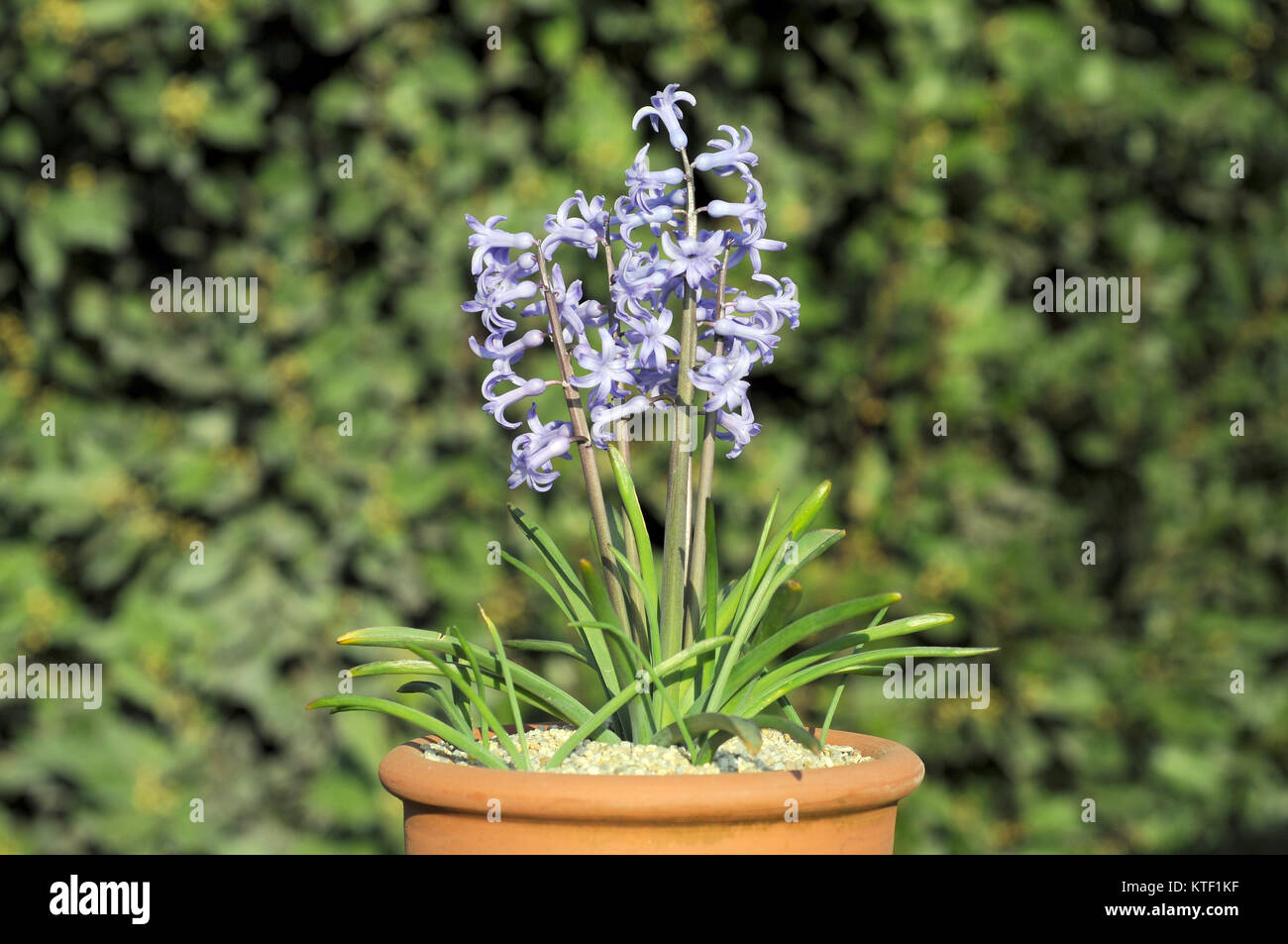 Hyacinthus is a small genus of bulbous, fragrant flowering plants in the family Asparagaceae ...