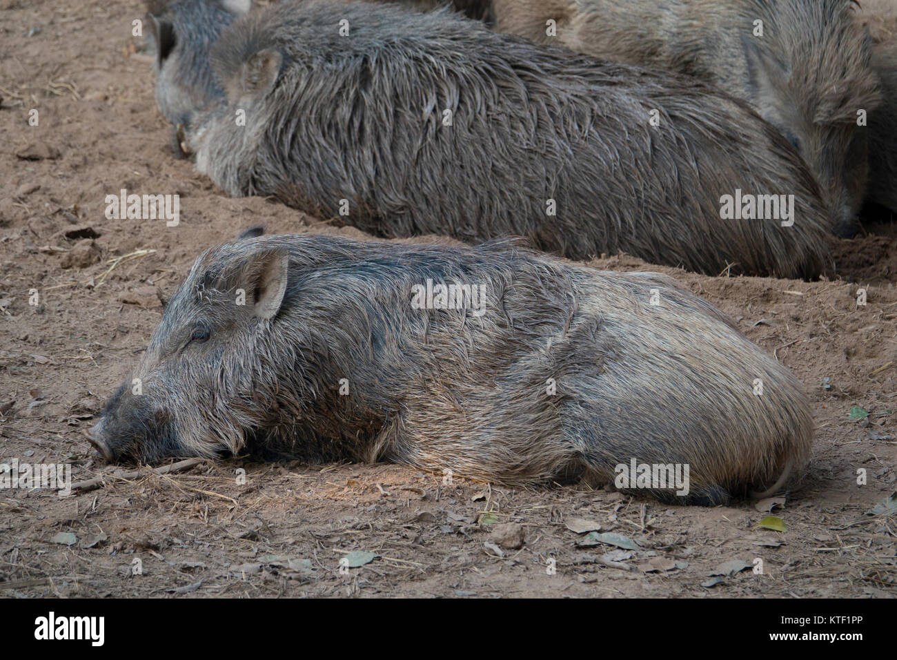 Indian boar (Sus scrofa cristatus) resting Stock Photo - Alamy