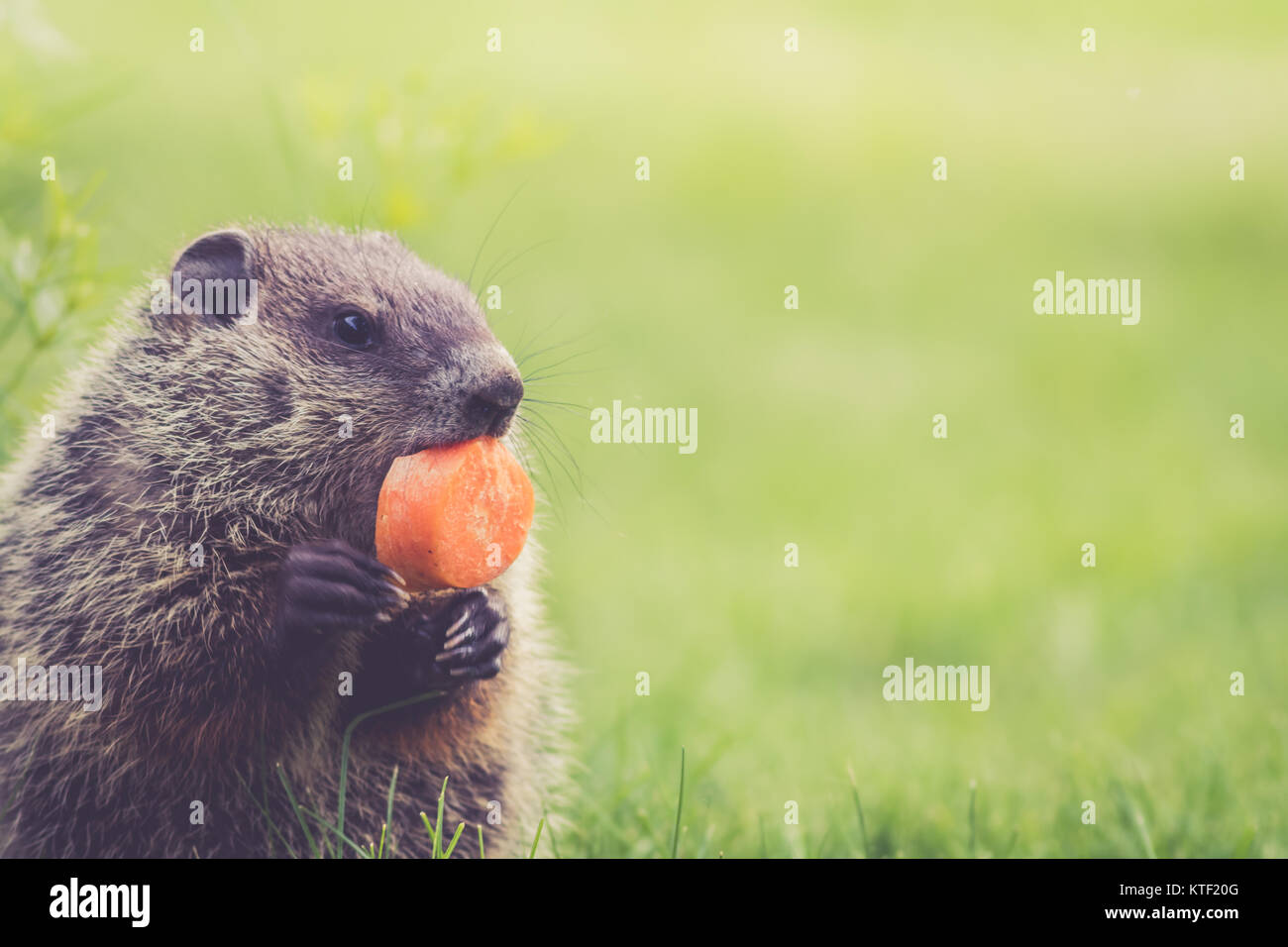 Young Groundhog (Marmota Monax) holding a half-eaten carrot sitting in ...