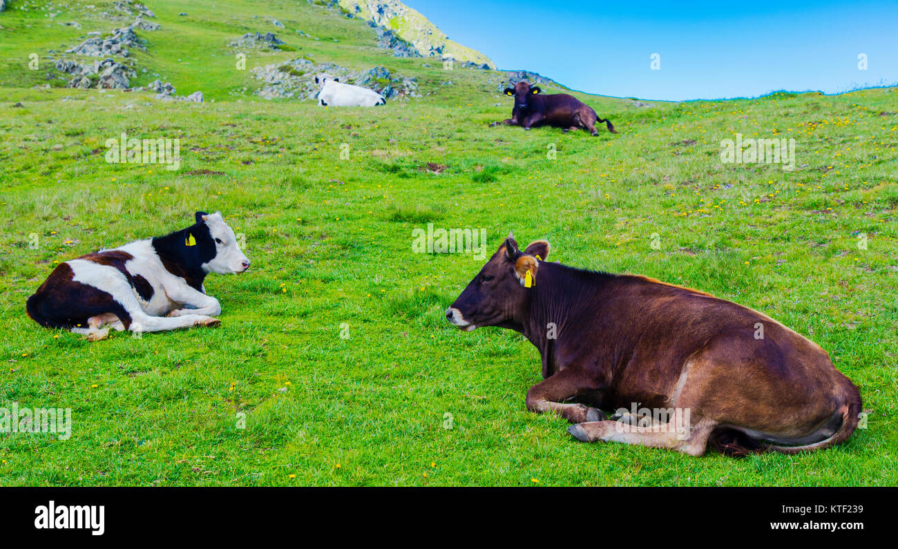 Beautiful landscape with cows in the mountain Stock Photo - Alamy