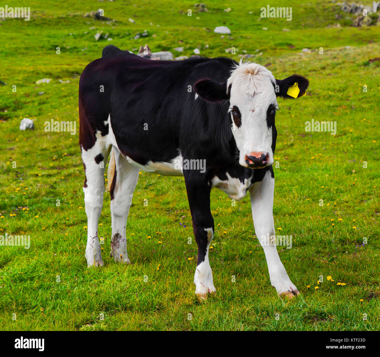 Beautiful landscape with cow in the mountain meadow Stock Photo - Alamy