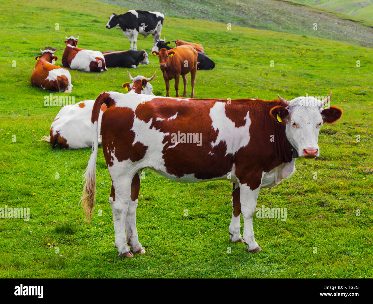 Beautiful landscape with cows in the mountain Stock Photo - Alamy