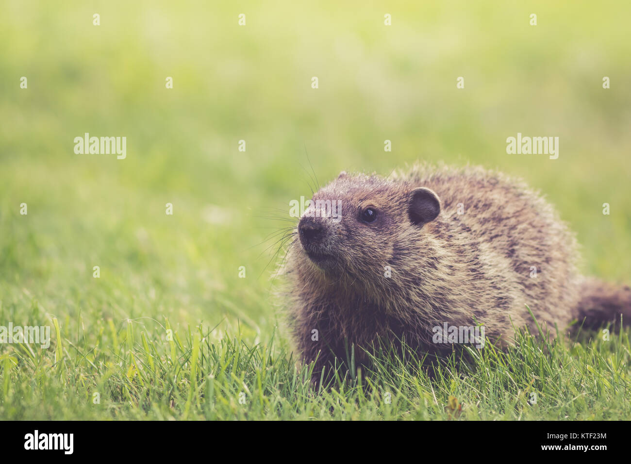 Young Groundhog (Marmota Monax)walking in the green grass in the ...