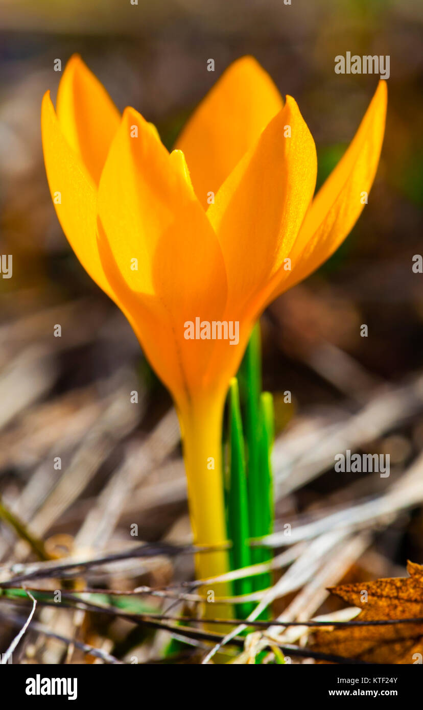 Beautiful yellow crocus closeup Stock Photo - Alamy