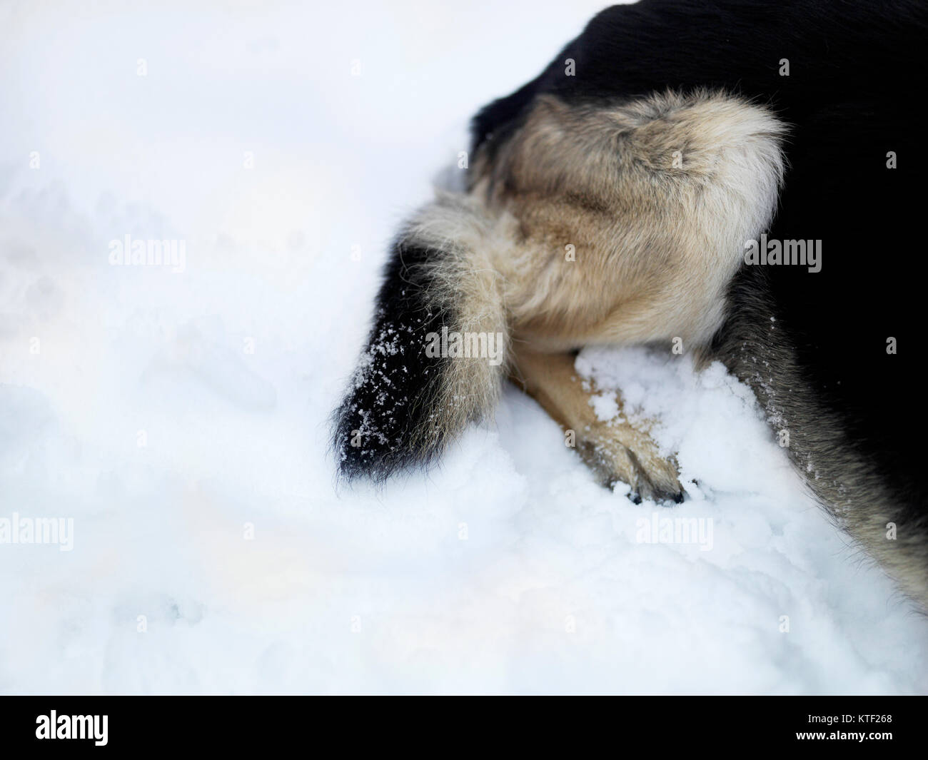 Tail of a dog on the snow, outdoor cropped shot Stock Photo - Alamy