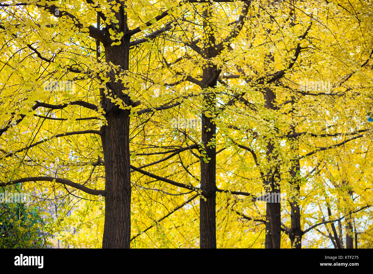 Fall Ginkgo Trees High Resolution Stock Photography and Images - Alamy