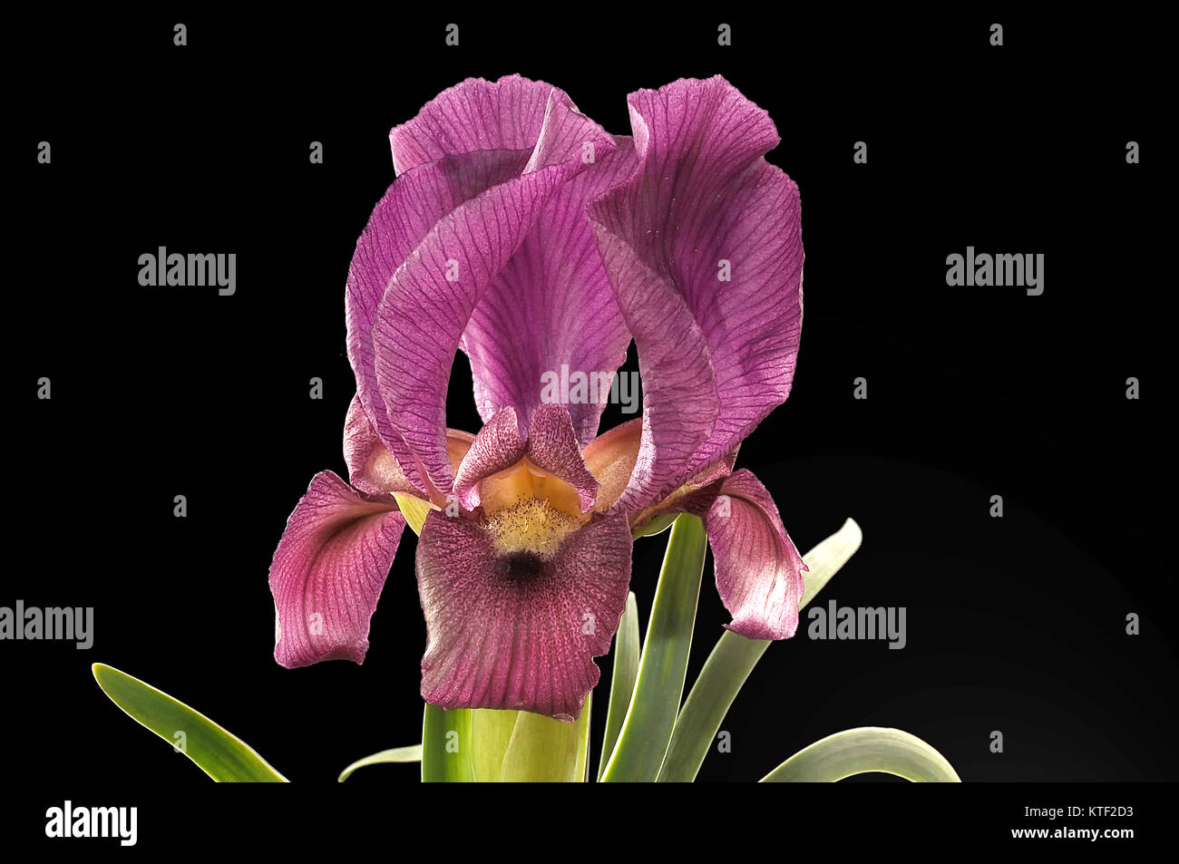 Iris is a genus of 260–300 species of flowering plants with showy ...